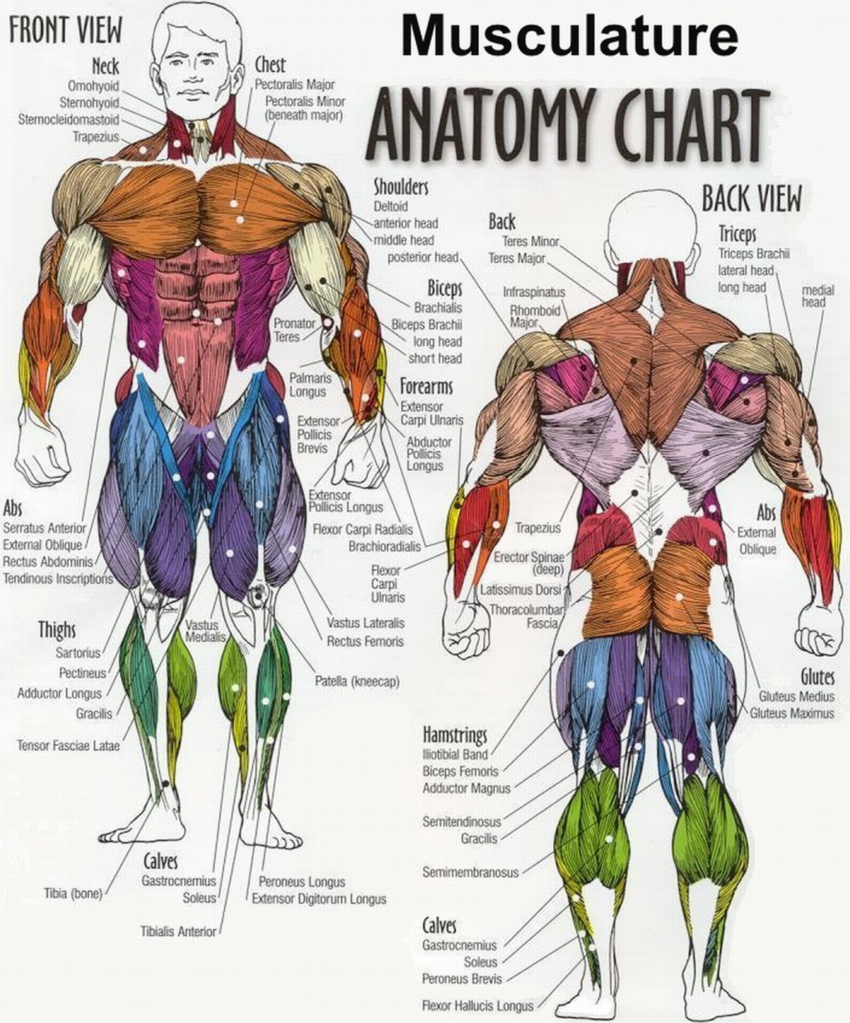 True Natural Bodybuilding All Exercises Of The Training Routine Are